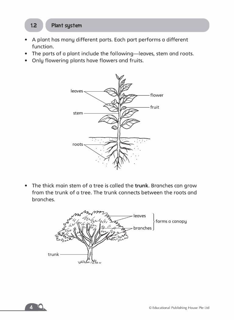 P4 Complete Science Essentials – EPH